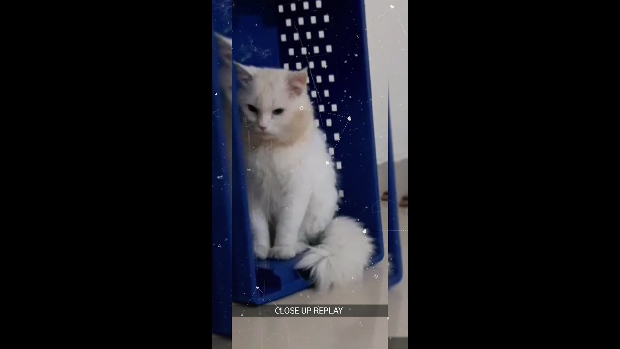 THE ANGRY CAT BUDGIE THROWING TANTRUM HAPPY VALENTINE'S DAY - YouTube