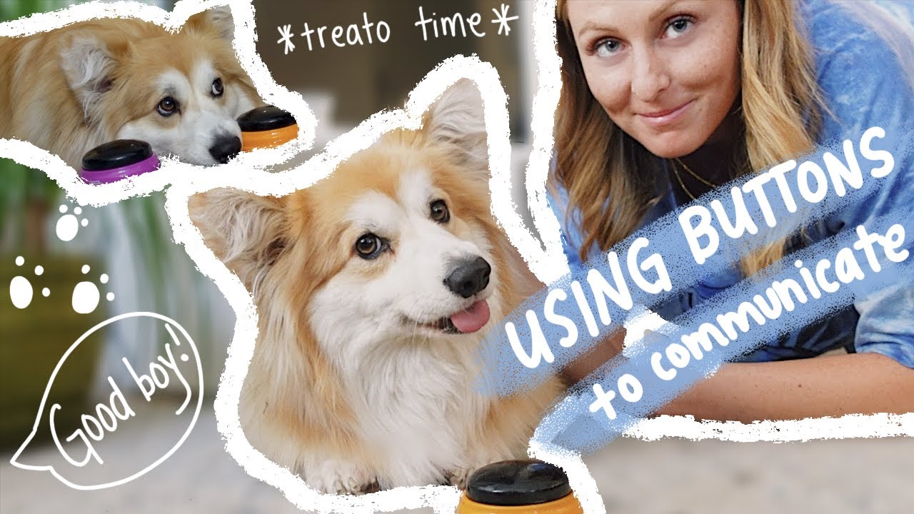 teaching my dog how to use buttons to talk *corgis are so smart* - YouTube