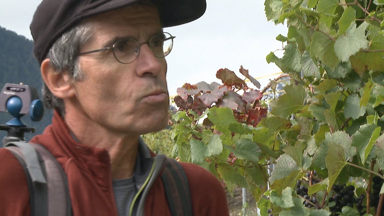 Valais Passions: dans les vignes avec François Perraudin - YouTube