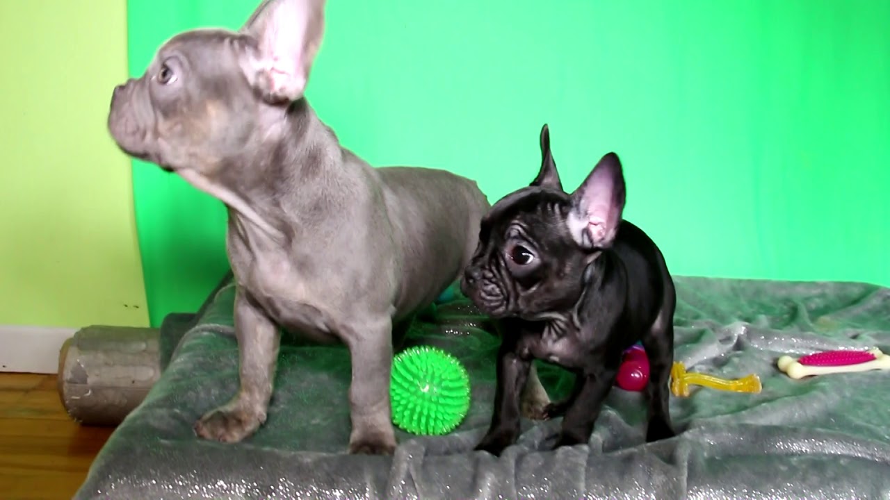 Exotic Frenchie of 10 Weeks (Chocolat Lilac Blue Black & Tan) - YouTube