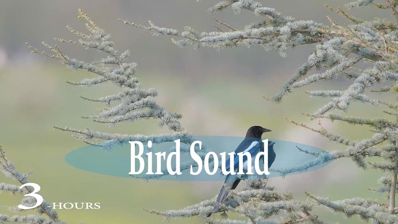 3 Hours of Relaxing Bird Sounds for Sleep, Meditation, and Focus - YouTube