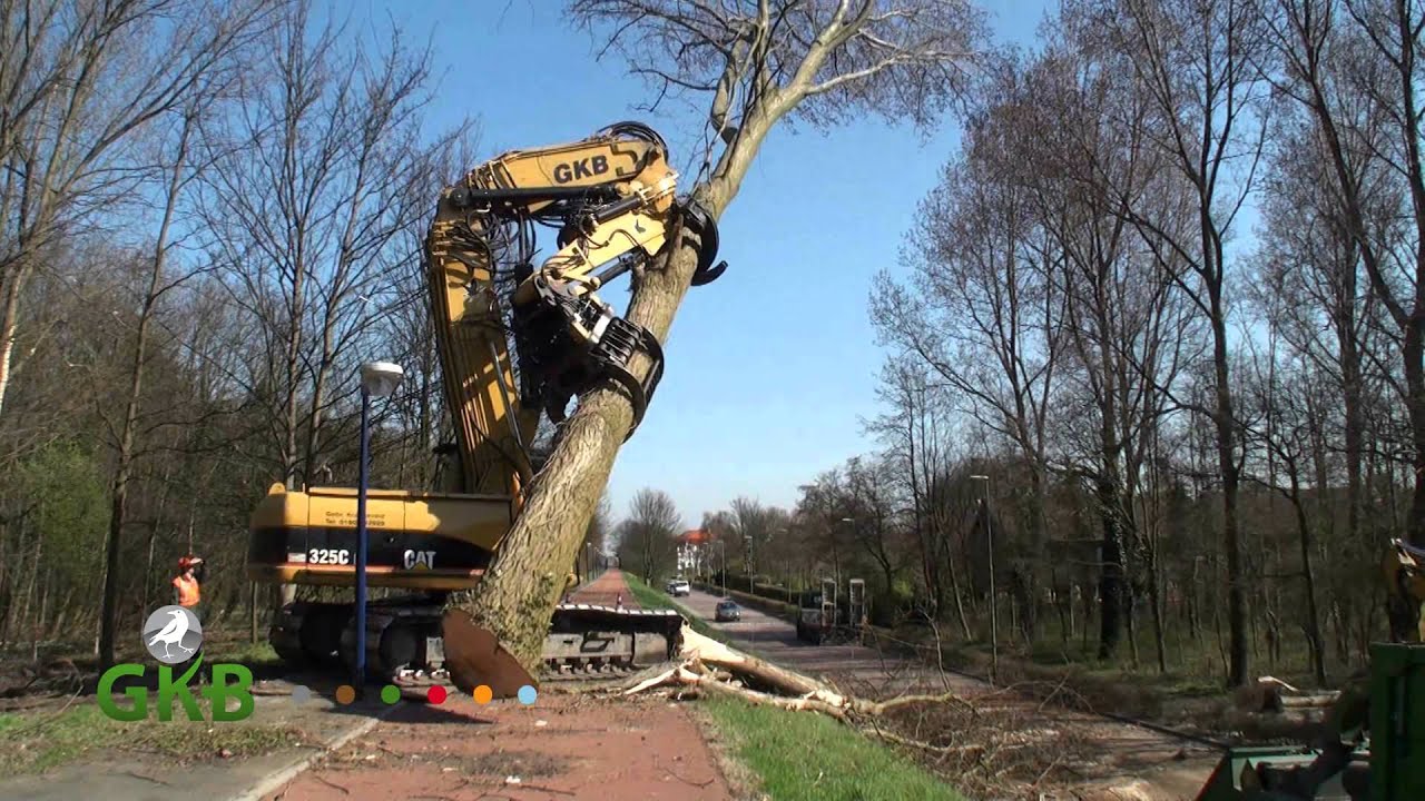 bomen rooien Hoek van Holland - YouTube