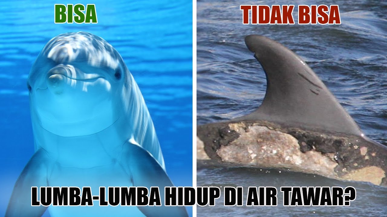 Bisakah Lumba Lumba Hidup Di Air Tawar? - YouTube