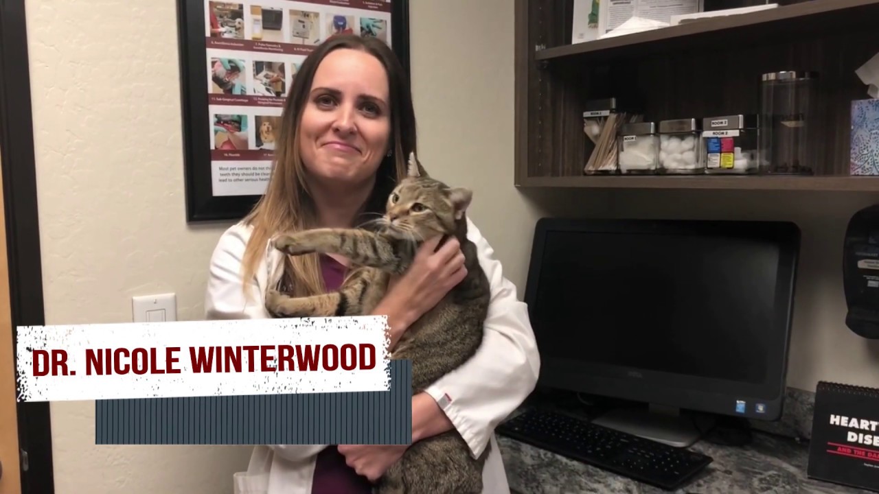 Meet Dr. Nicole Winterwood! - YouTube