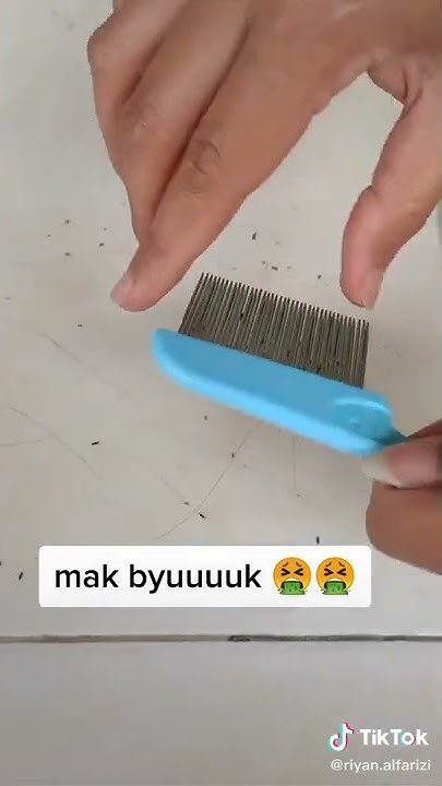 PETAN MENCARI KUTU RAMBUT#petantumo#petan #carikutu #shorts #viral2022 - YouTube