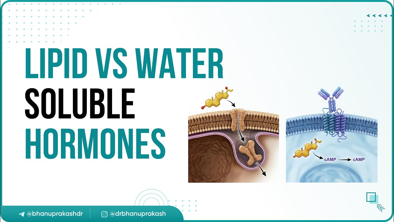 4. Lipid Soluble vs Water Soluble Hormones 💧🧬 | Mechanism & Examples ...
