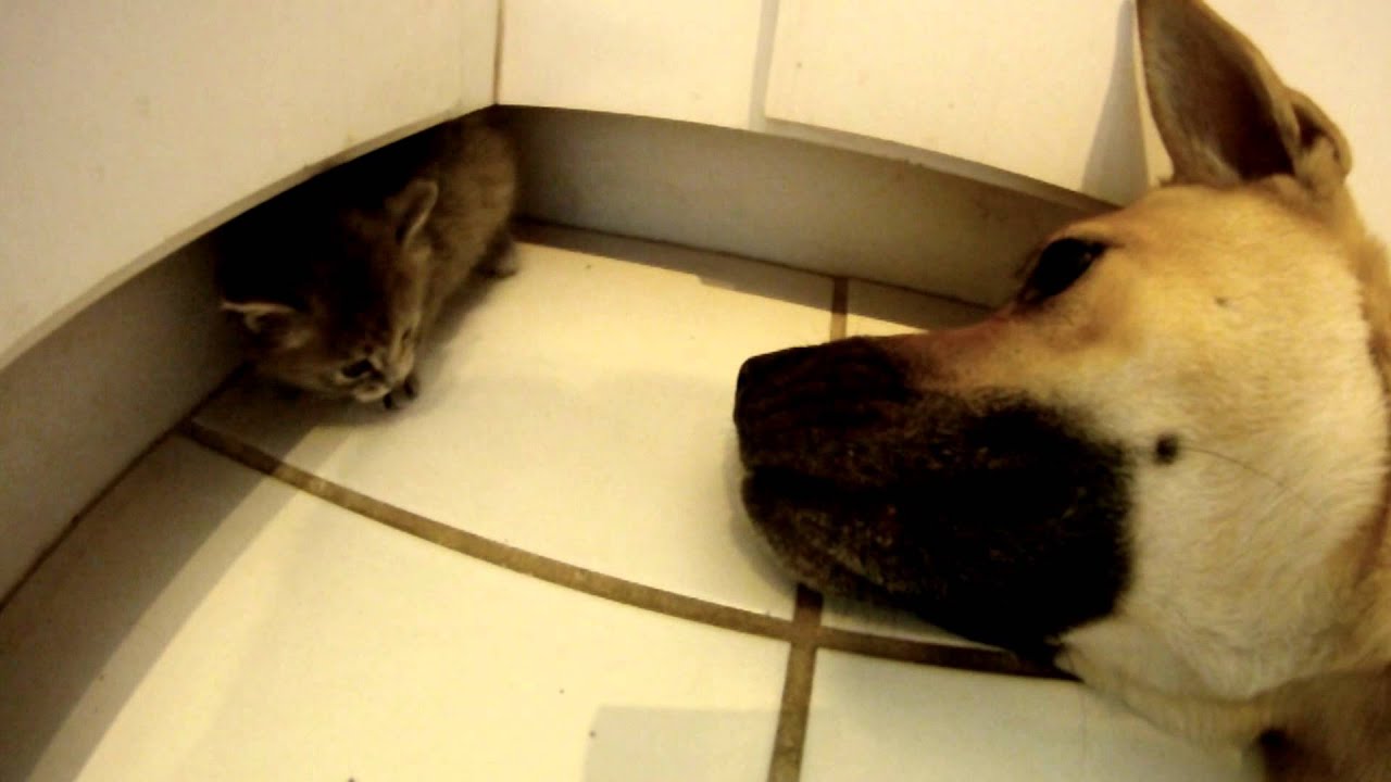 Rescue Dog Helps Take Care of Foster Kitten - YouTube