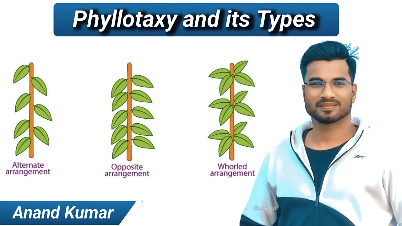 Phyllotaxy Phyllotaxy Types Phyllotaxy Of Leaves Phyllotaxy Phyllotaxy Phyllotaxy Types Phyllotaxy Of Leaves Phyllotaxy