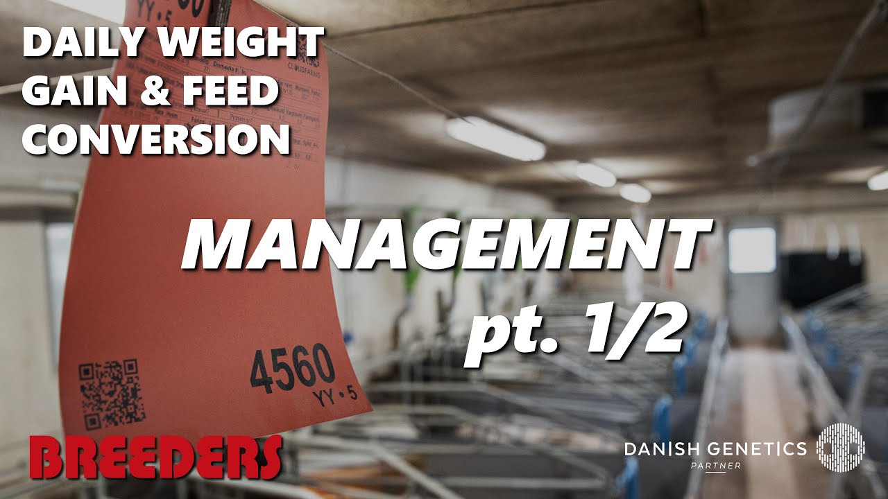 🐷 Daily Weight Gain & Feed Conversion - MANAGEMENT part 1/2 ...
