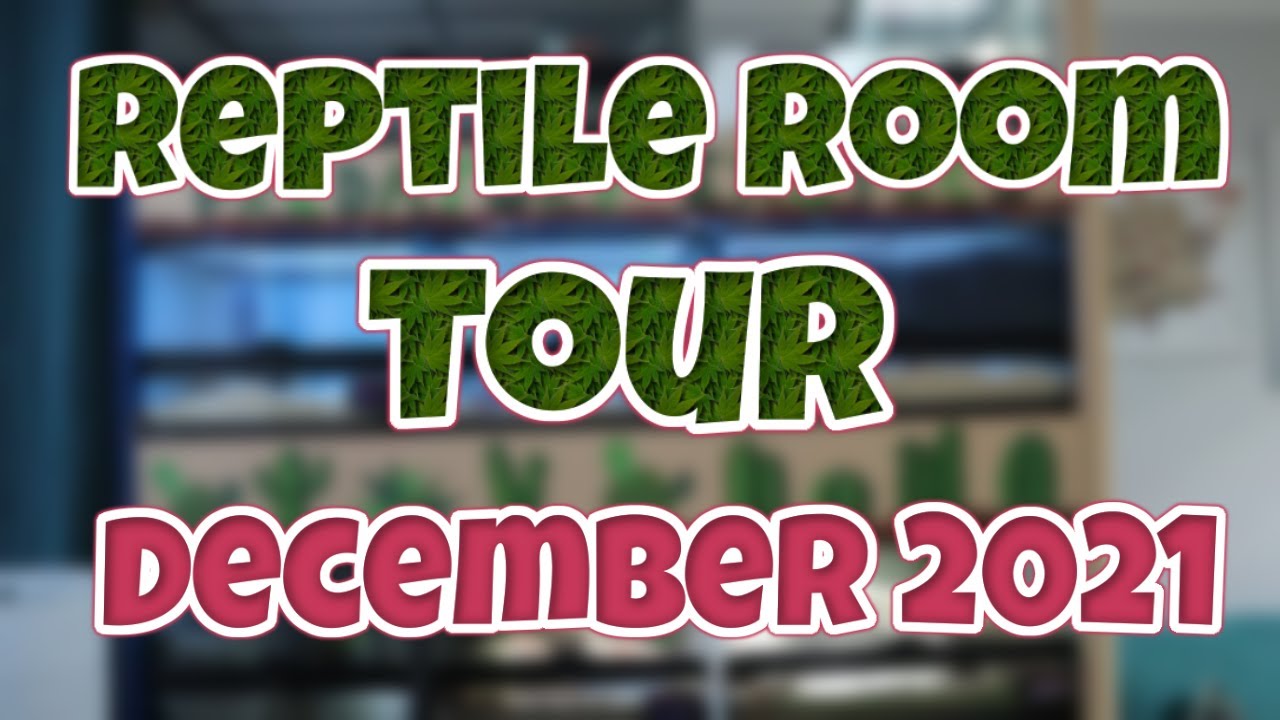 CHRISTMAS REPTILE ROOM TOUR!! | December 2021 - YouTube