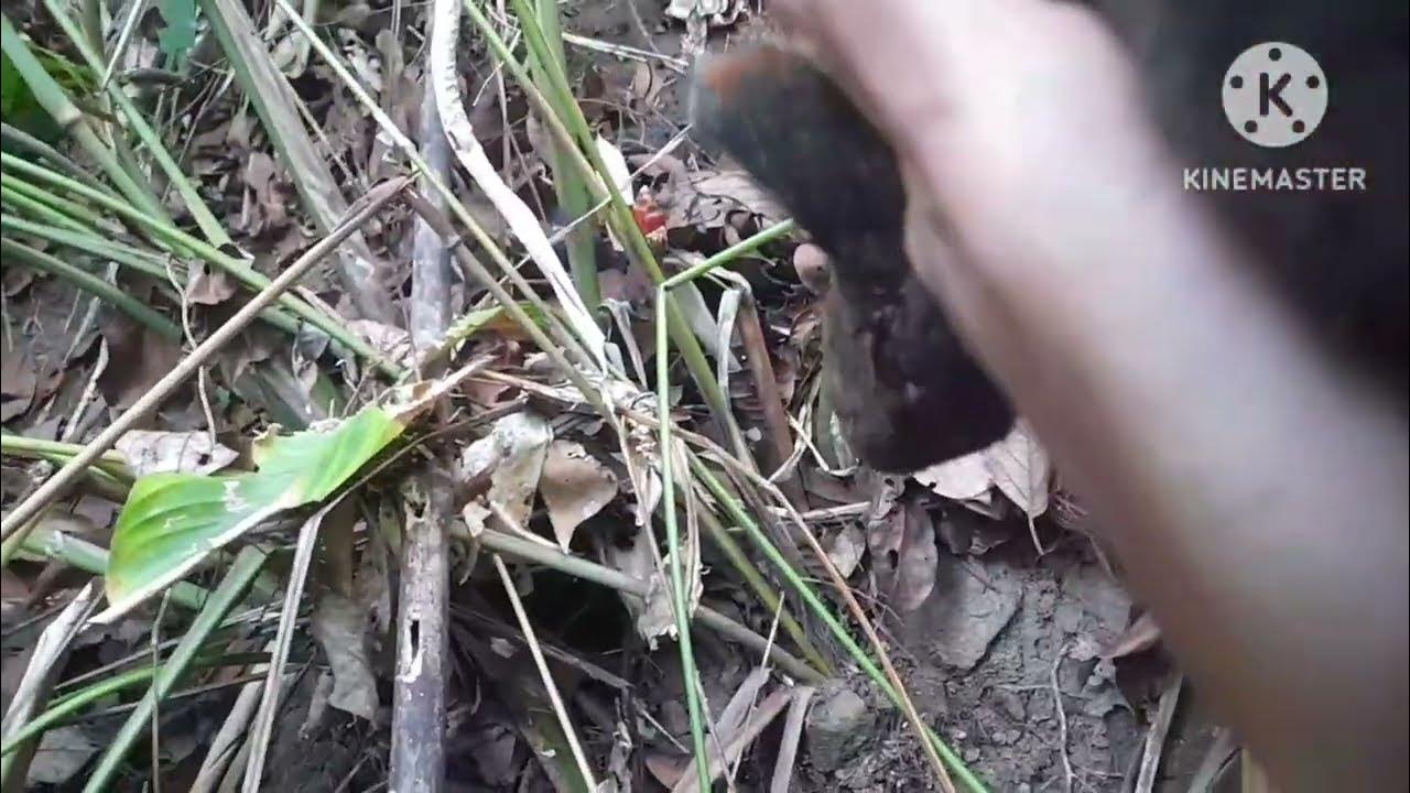 mus tua nas noj txiv qaub dais - YouTube