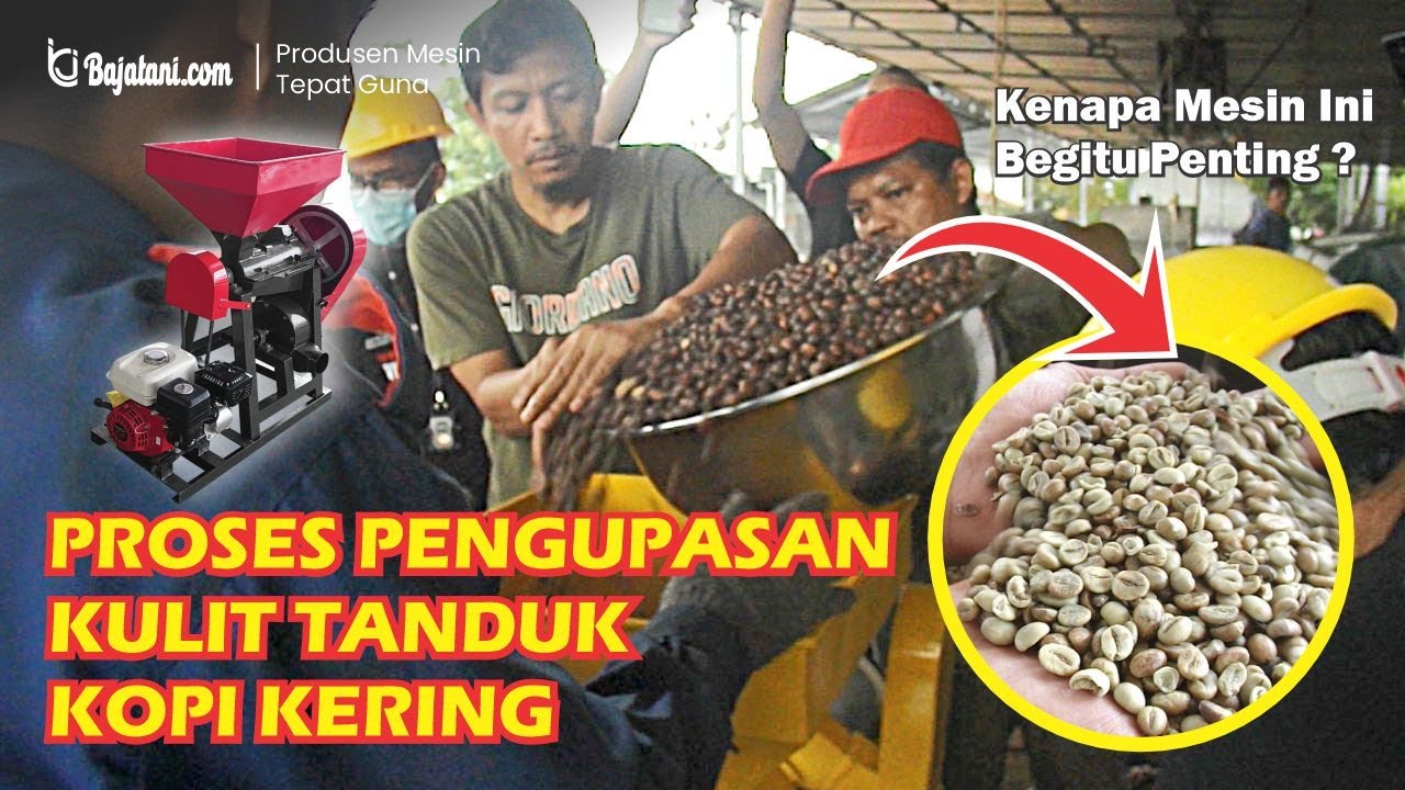 Proses Mesin Huller Pengupas Biji Kopi Kering - YouTube