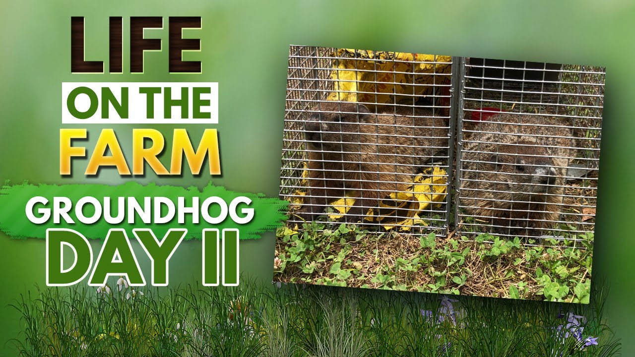 LIFE ON THE FARM – GROUNDHOG DAY II - YouTube