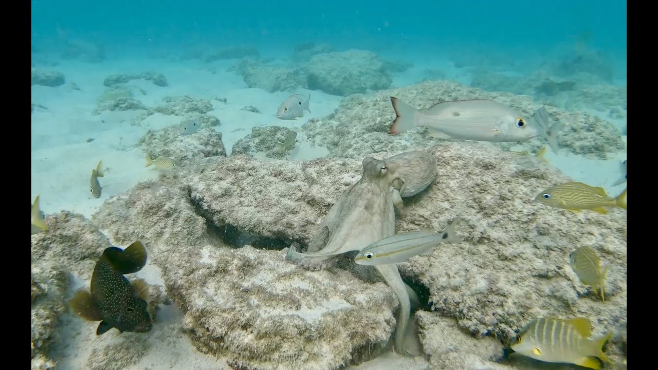 Arthur - Tami's Octopus Teacher - YouTube