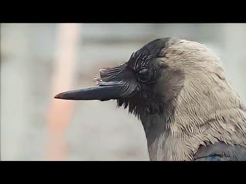 Crows broken beaks or Broken Mandible चोंच तुटलेला कावळा, beak scuffle ...