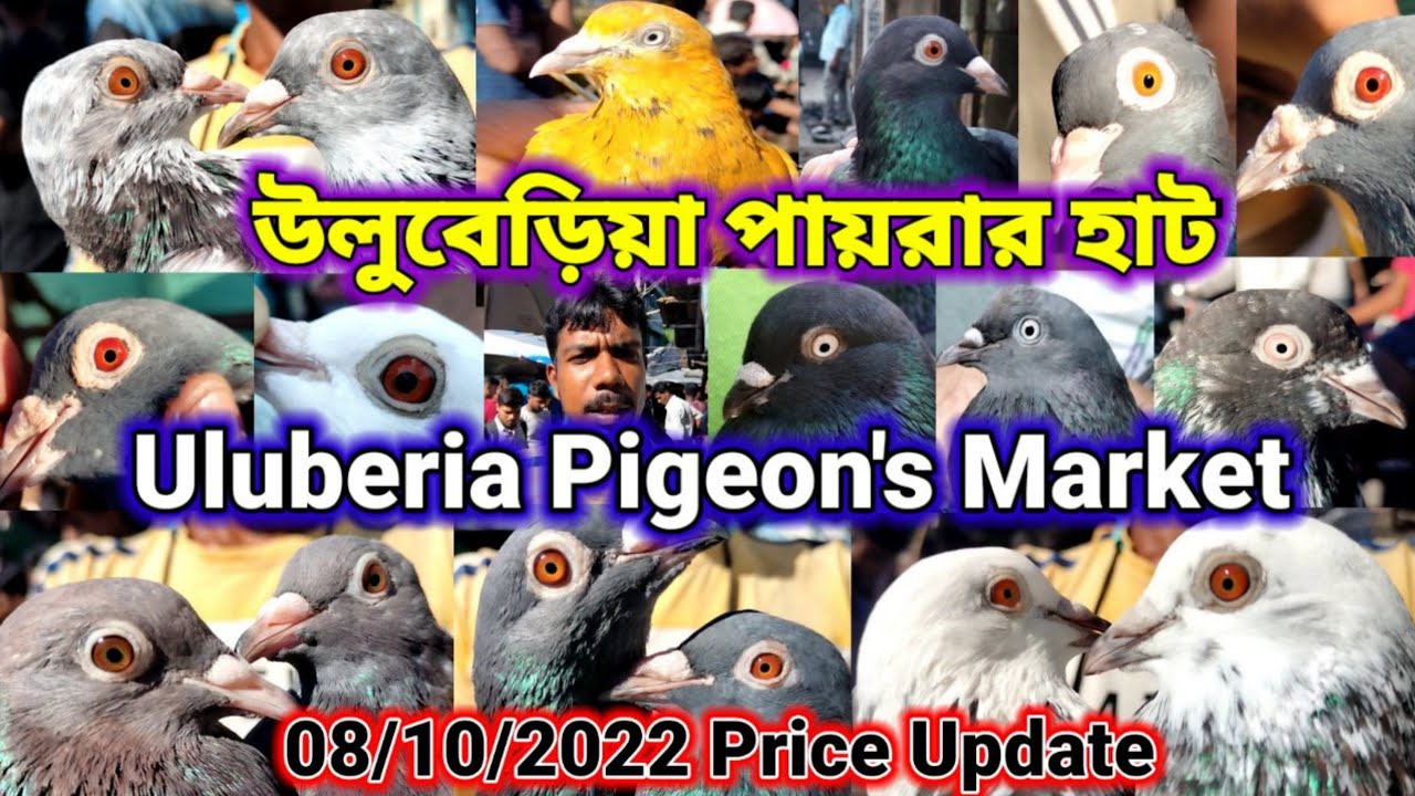 Current Exotic Pigeon Price Update at Uluberia Pigeon's Market ...