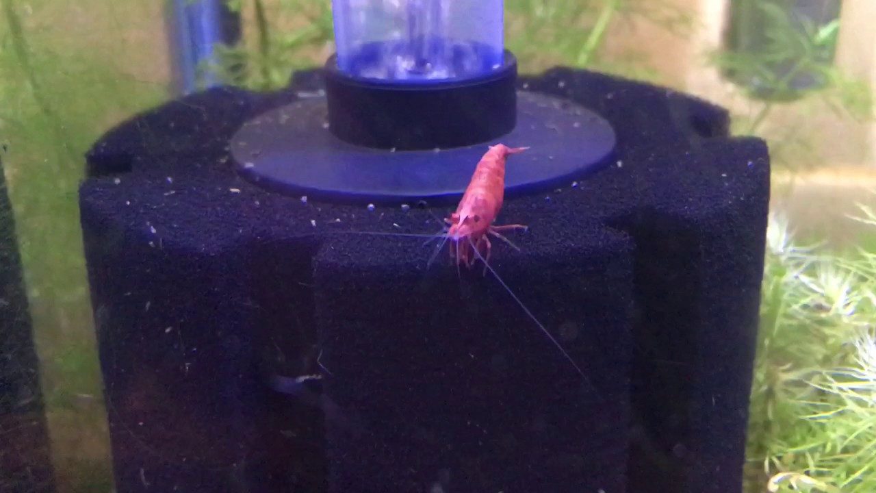 Red Cherry Shrimp on filter - YouTube