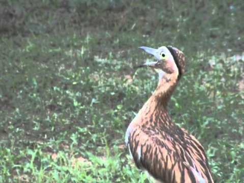Alcaraván Venezolano / Double Striped Thick Knee / stone-curlew - YouTube