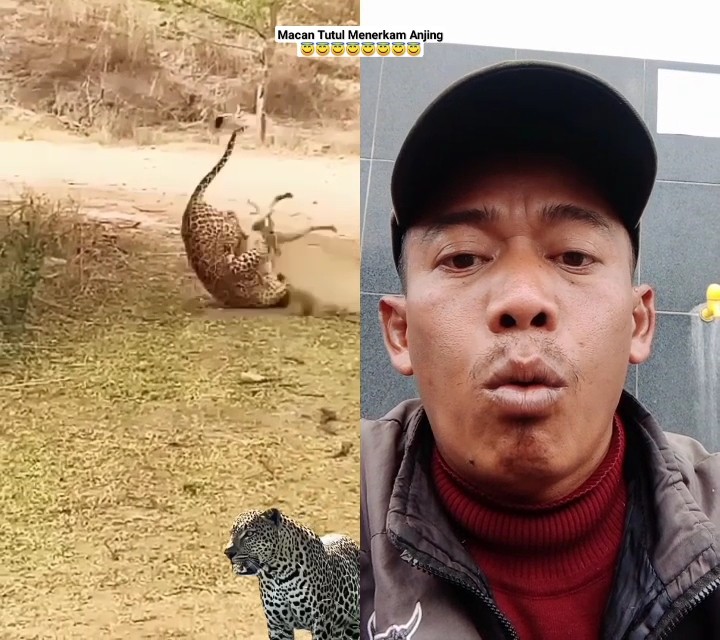 Macam Tutul Menerkam Anjing - YouTube
