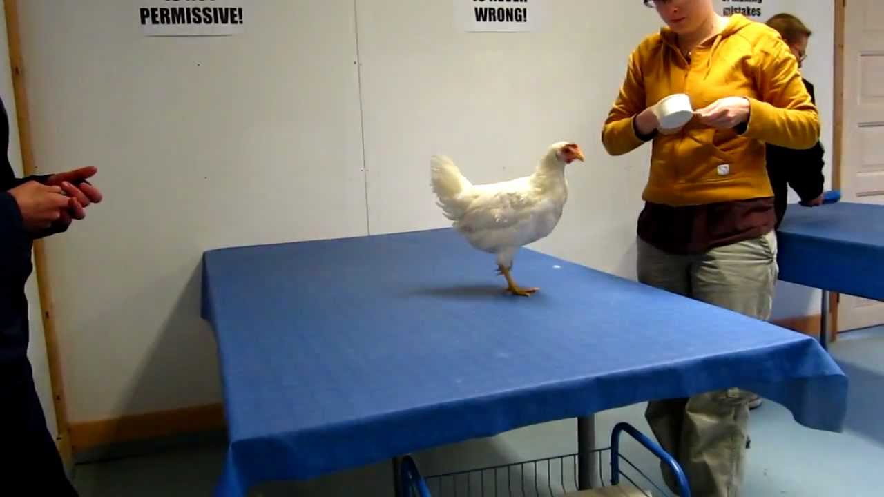 Chicken Clicker Training (Operant Conditioning Workshop I - Chicken ...