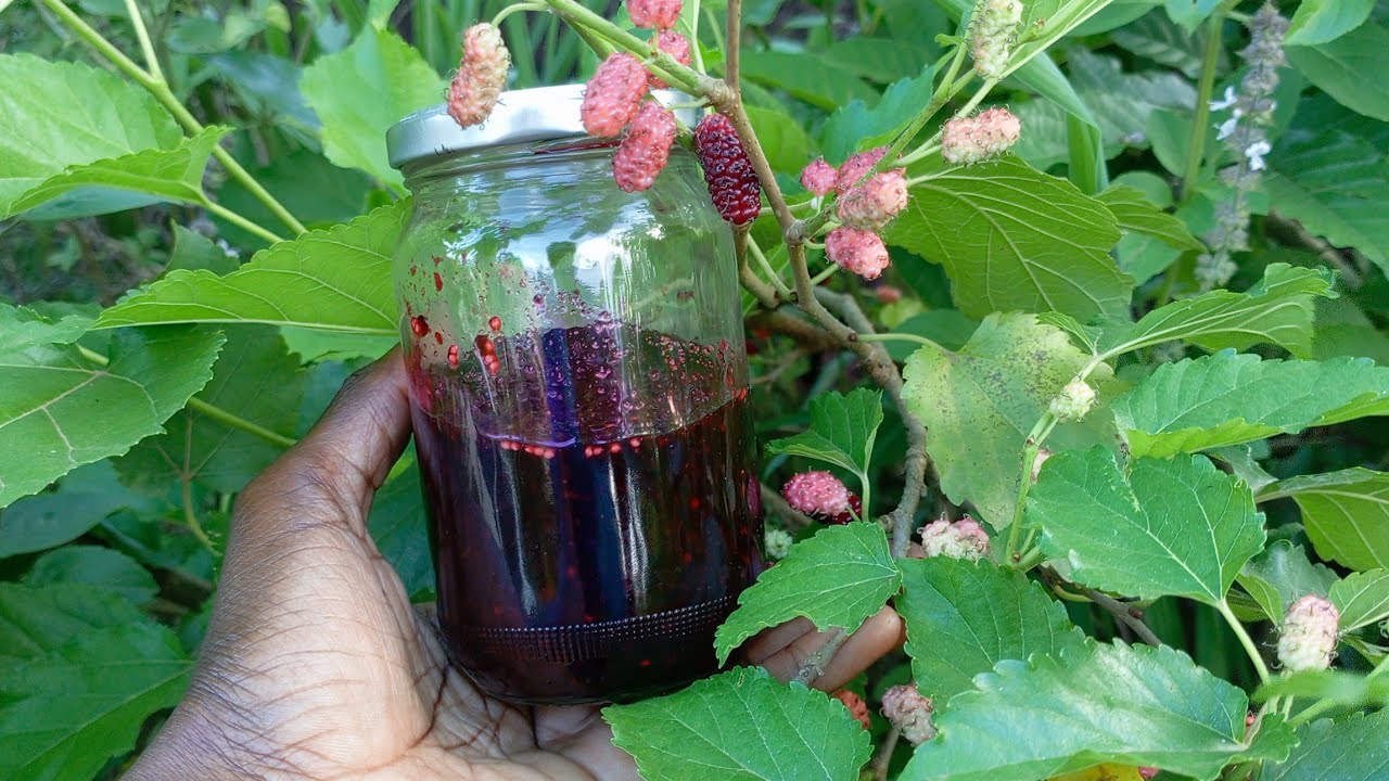 How To Make Mulberry Jam At Home. Very Easy Recipe. - YouTube