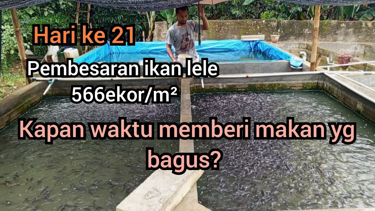 hari ke 21 pembesaran ikan lele - kapan waktu yang bagus memberi makan ikan lele? - YouTube