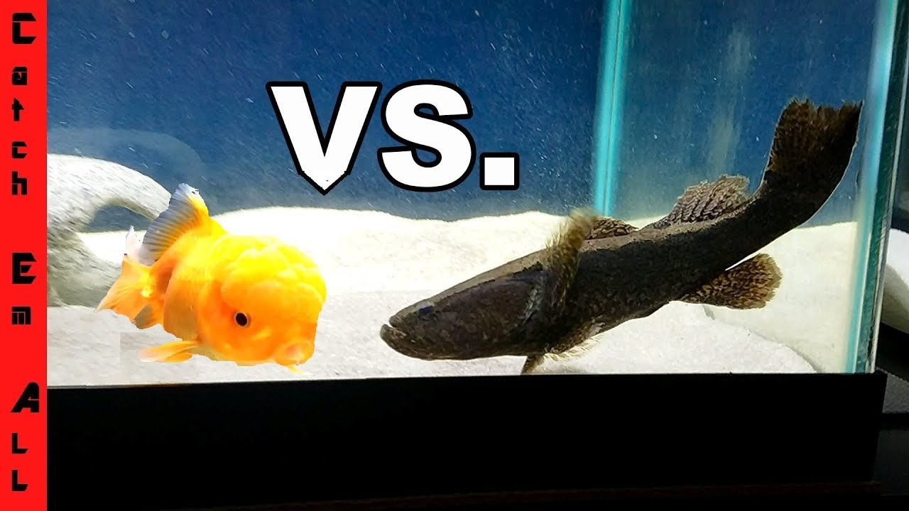 NINJA FISH Vs GOLDFISH! - YouTube