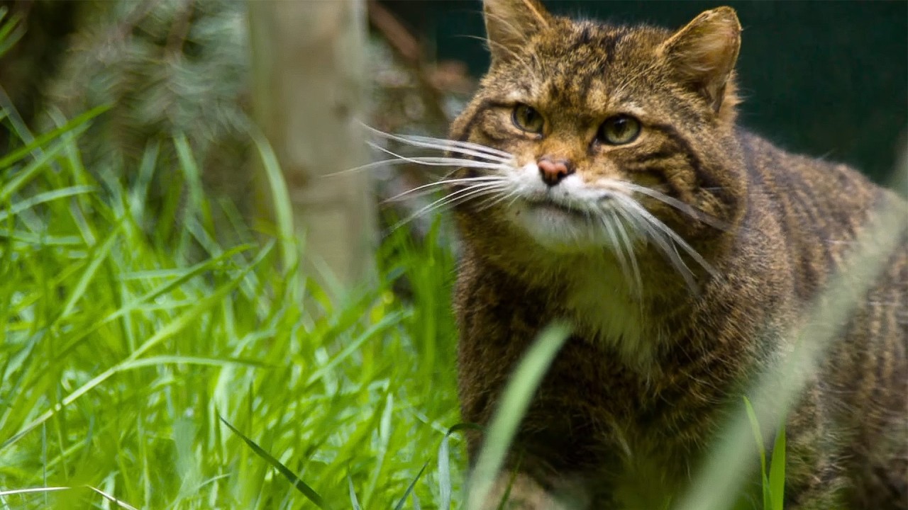 Highland Tiger: Scotland's Endangered Wildcat (4K Documentary) - YouTube