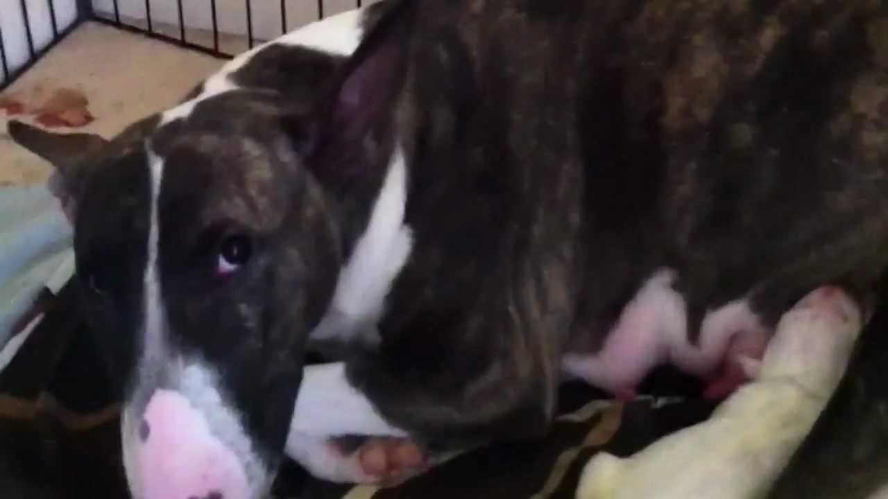 English Bull Terrier & newborn puppy - YouTube