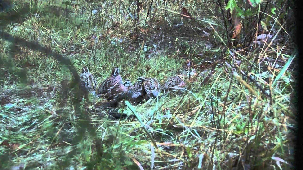 wild bobwhite quail up close - YouTube