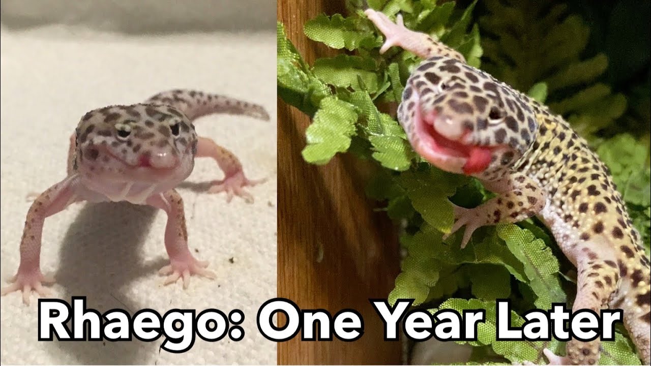 I Rescued A Deformed Leopard Gecko | One Year Update - YouTube