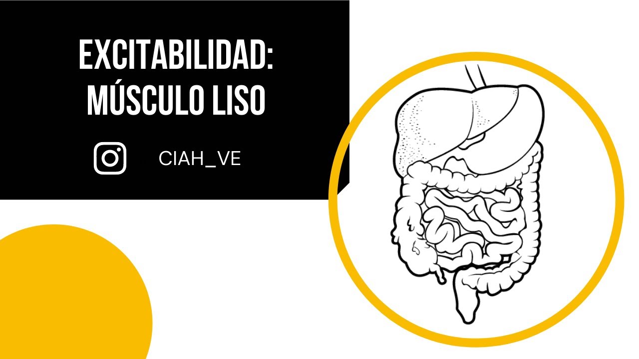 Excitabilidad: Músculo liso | CIAH - YouTube