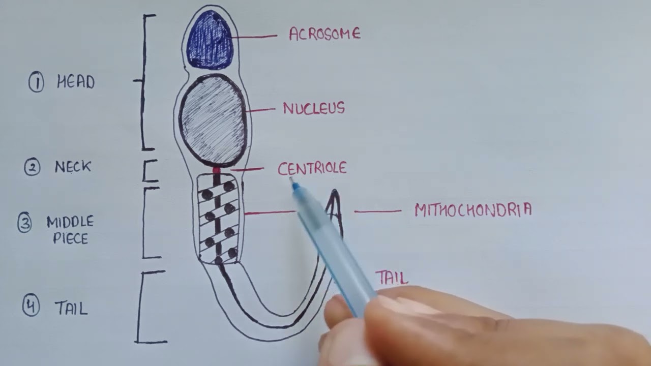 Nroer File Structure Of Sperm 1004