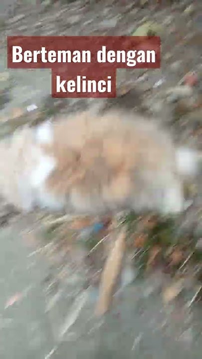 kucing vs kelinci #shorts #kucing #cat #catshorts - YouTube