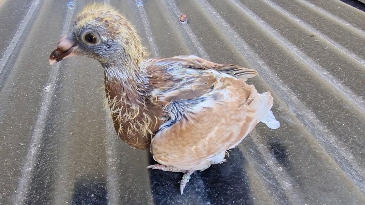 Red Chequer Pigeon! (pied) - YouTube