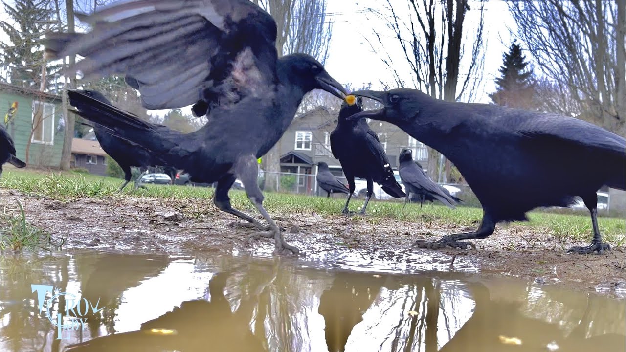 Crow Cam: Puddle Hopper - YouTube