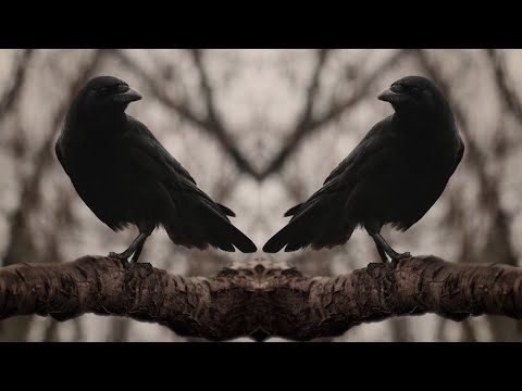 Ravens - A Tergo Lupi --- Tagelharpa & Ritual Drum - Dark Folk