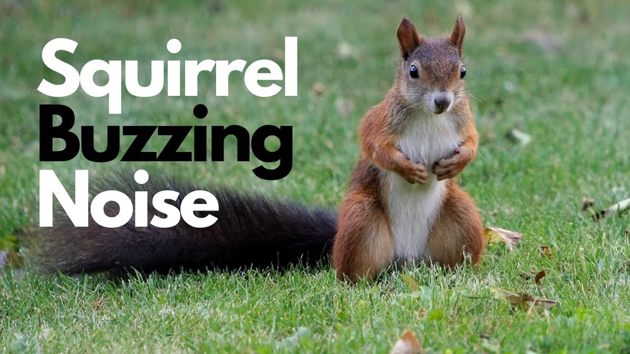 Squirrel Buzzing Noise | Grey Squirrels Playing Together | Squirrel ...
