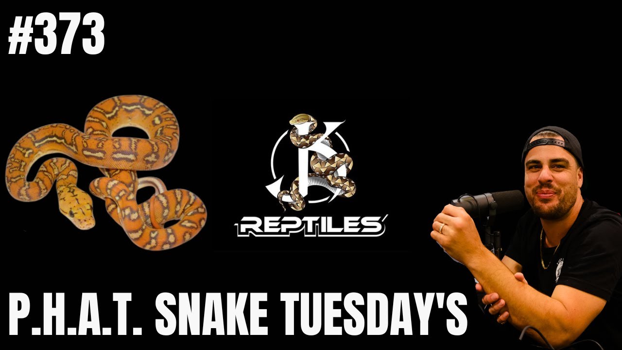 Surviving the Reticulated Python game | P.H.A.T. SNAKE TUESDAY'S - YouTube