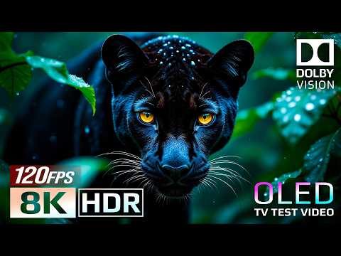 Amazon Ormanı Hdr Dolby Vision™ 60Fps | Oled Demo Ultra Hd Dolby Vision