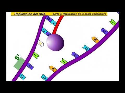 Replicación de ADN - YouTube