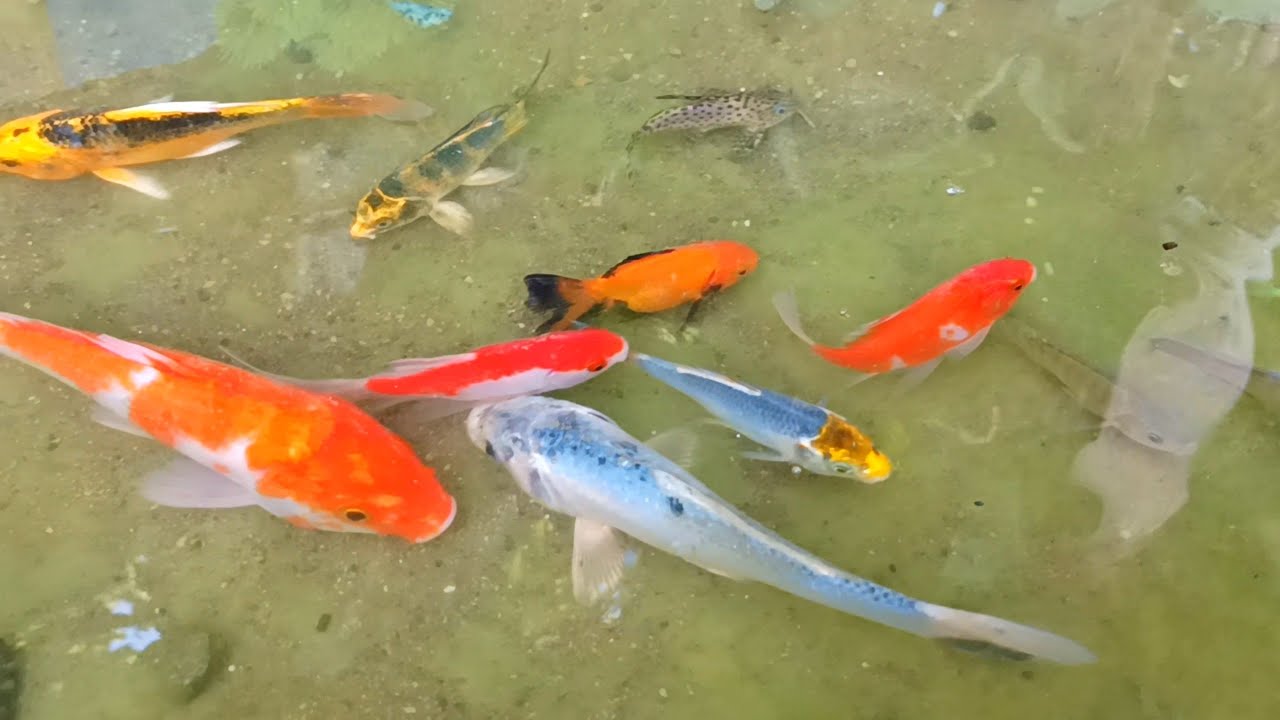 finding ornamental fish koi fish Koki fish catfish betta fish Aligator ...