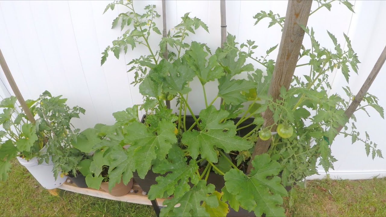 Inflation Garden 2023 Video 9 - YouTube