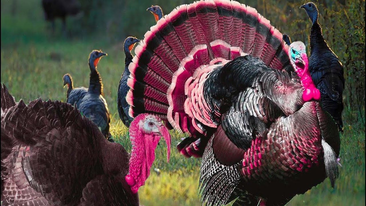 Black Spanish Turkey 🐣🐔 - YouTube