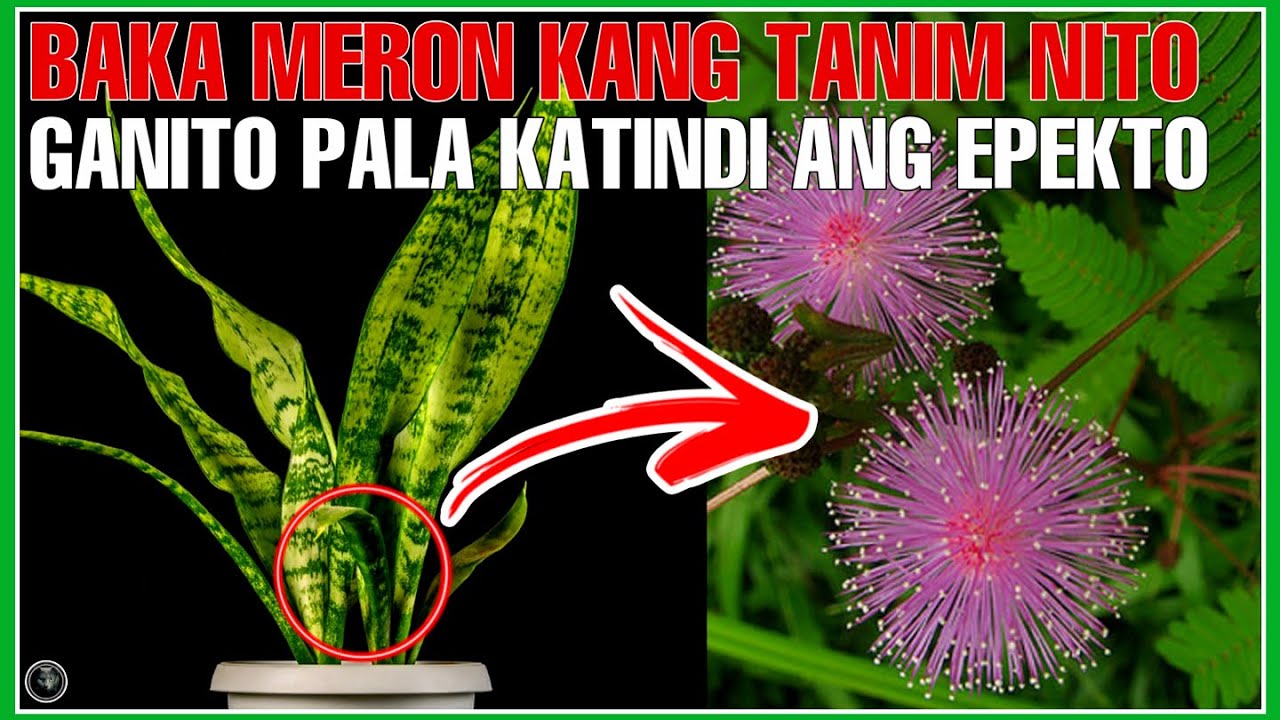 MGA PANGKARANIWANG HALAMAN LAMANG ITO SA ATIN,MARAMI PALANG GAMIT AT ...