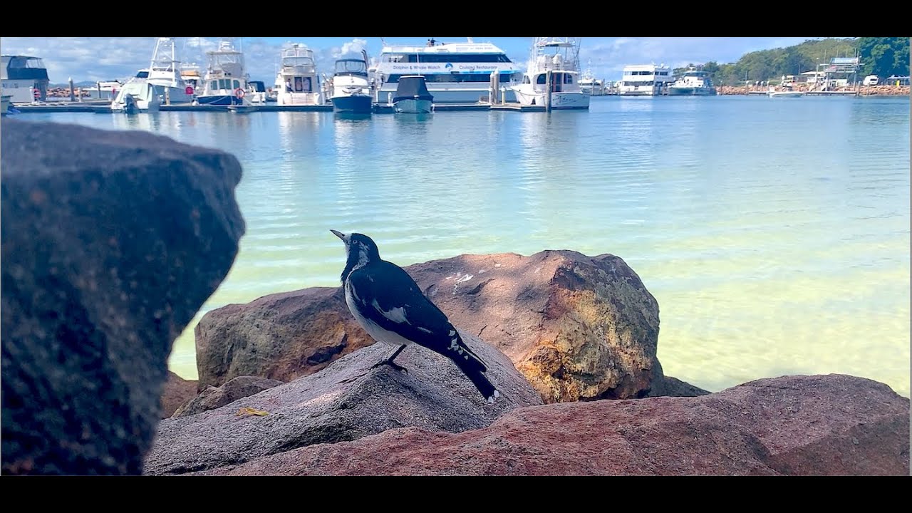Pee Wee Magpie-Lark Pair Male & Female enjoying water views & their ...