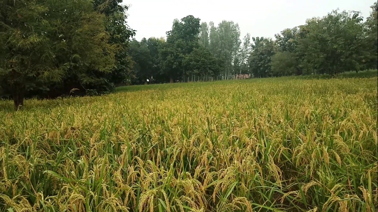 Best rice quality are growing in uttar pradesh ..#gonda - YouTube