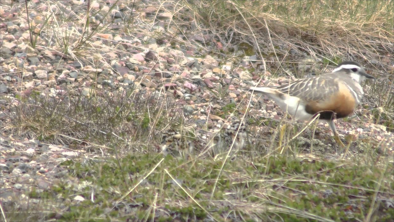 The Roadrunner Chick Kindergarten Film (Dotterel,Mornell,Guignard ...