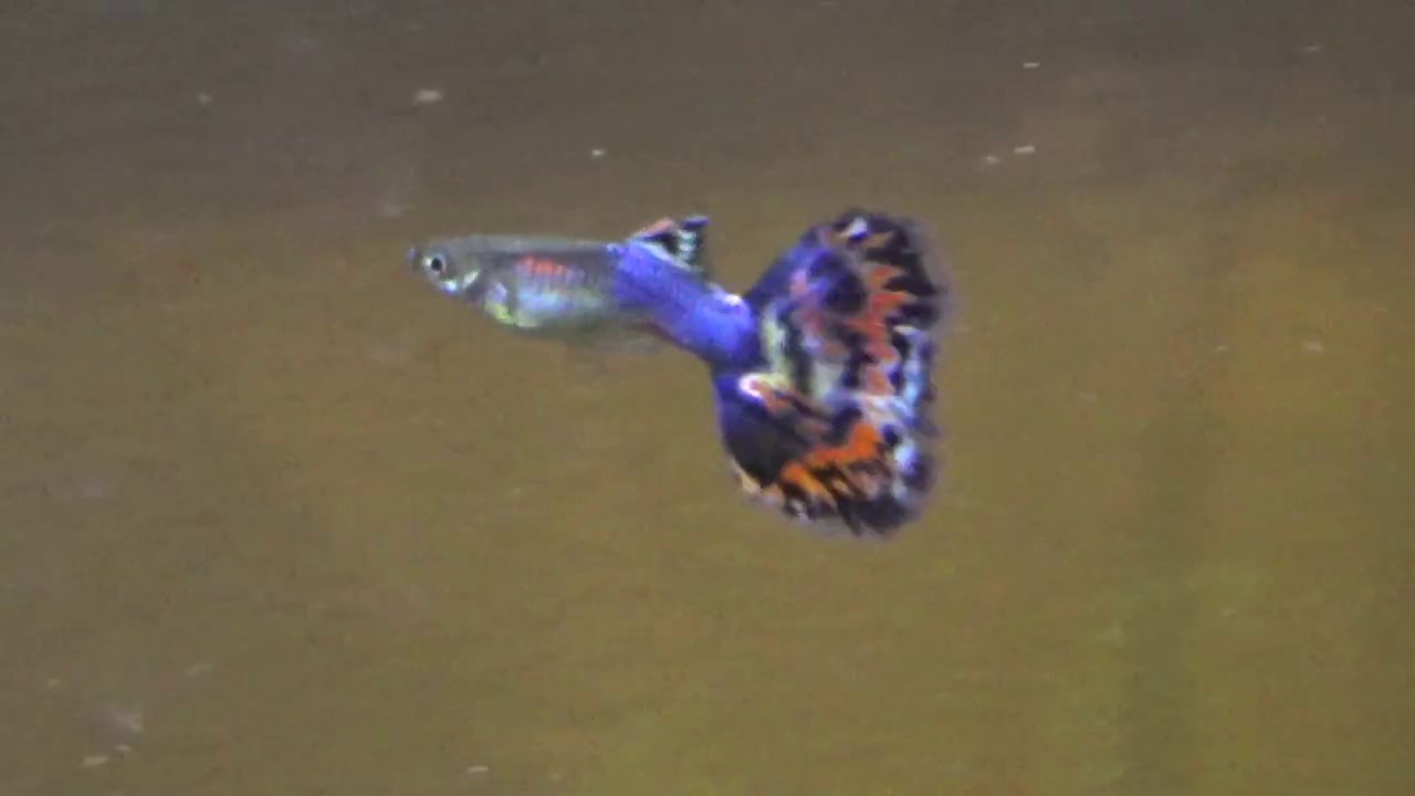 Guppy Train "Platinum Tiger Guppy" Close ups and First Fry - YouTube