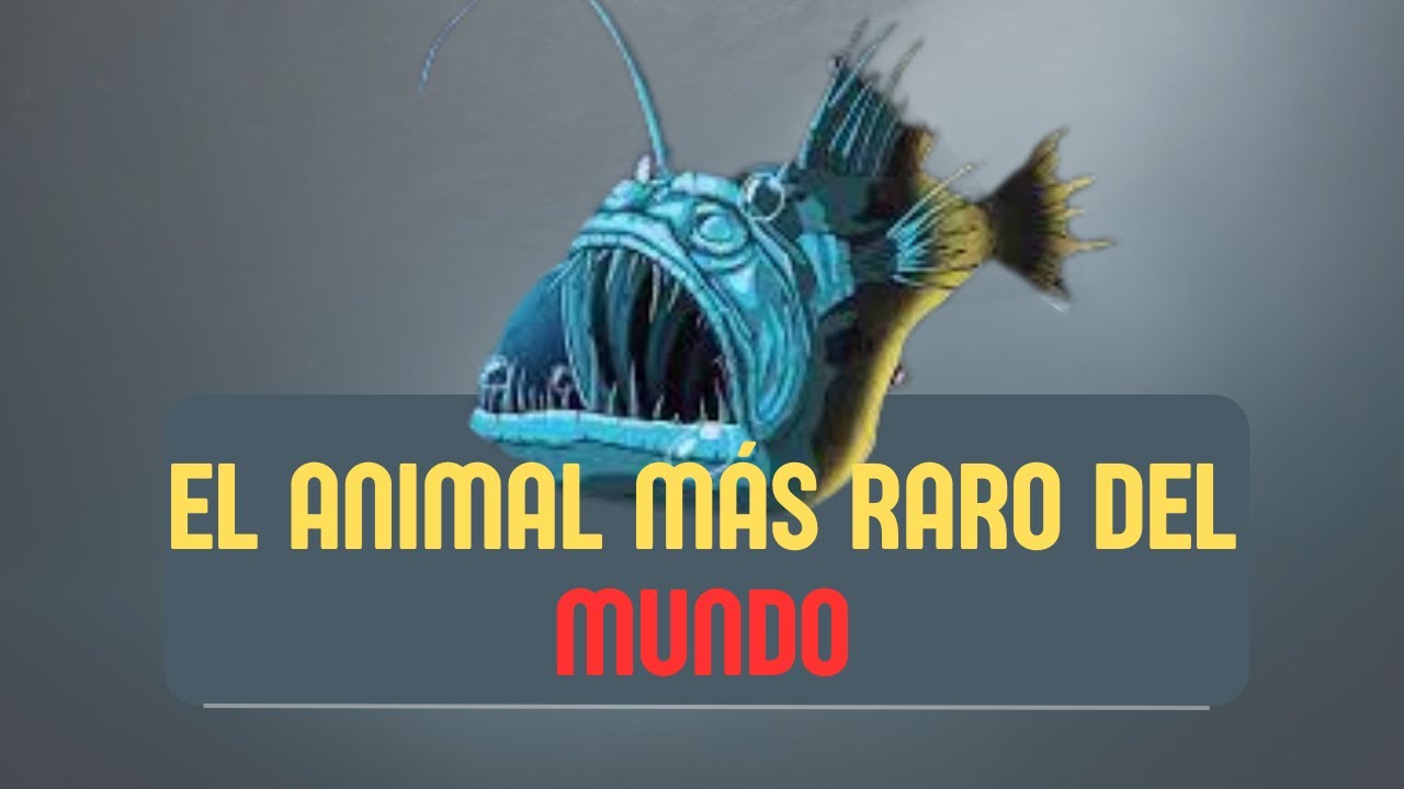 EL ANIMAL Más Extraño del Océano | El Pez Rape un animal muy Diferente ...